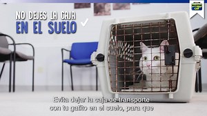 122K views · 1.8K reactions | Atención Catlovers . ¡Llegó un nuevo...