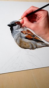 Knowing when to call it quits with the details has never been my strong point 🙈🙃 Sparrow in acrylic lesson now available (link in bio) 🎨 #wildlifeart #wildlifeartist #wildlifepainting #birdartist #birdart #birdpainting #sparrowpainting | Claire Milligan Wildlife Artist