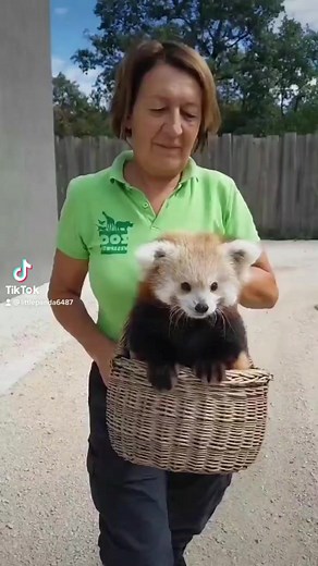 Kindergarten Lesson 1: Climbing trees.#fy #fyp #trending #cute #redpanda #requiredskill #climbing #FacebookReelsContest | Lily Sepation