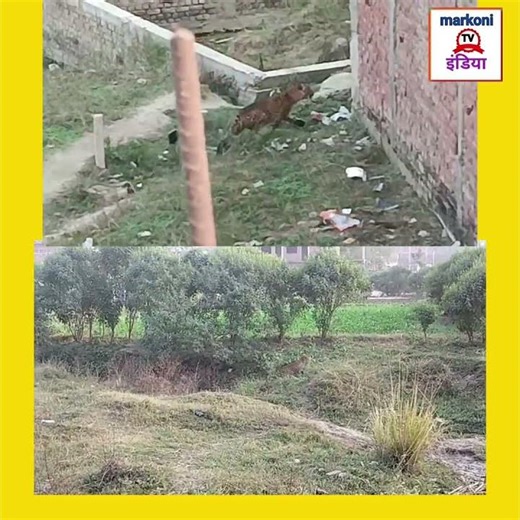कोचस के रिहायशी इलाके में घुसा तेंदुआ इलाके में मची हड़कंप वन विभाग की टीम मौके पर मौजूद।