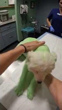 I Found a NEON GREEN Puppy Inside a Washing Machine... #rescue #shorts