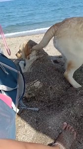 These two dogs were at the beach when one of them, Cassandra, started enthusiastically digging in the sand. The other dog, Adelasia, was calmly sitting nearby when Cassandra began flinging sand all over her, nearly burying her in the process. Afte... | Jukin Copyright Management
