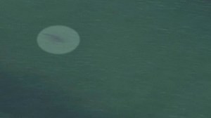 48K views · 11 reactions | Shark bites man leaving ‘deep puncture wounds’ at a beach in Cape Cod https://usat.ly/2BdC2gs | USA TODAY Video | Facebook