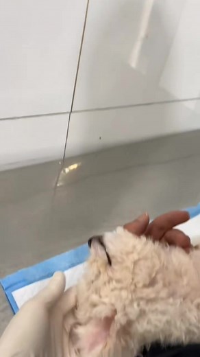 380K views · 13K reactions | BÉ CHÓ CON BỊ BẠO HÀNH VỠ SỌ, BẦM ĐEN CẢ...