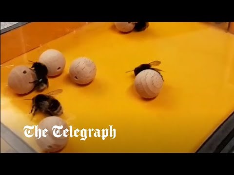 Bumble bees like to 'play': new video study shows them moving balls for fun
