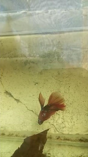 What is the correct age to breed a betta?