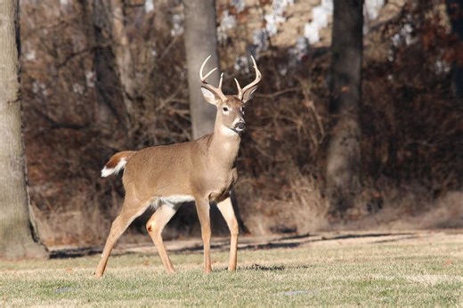 Muzzleloader deer season opens Monday in W.Va.