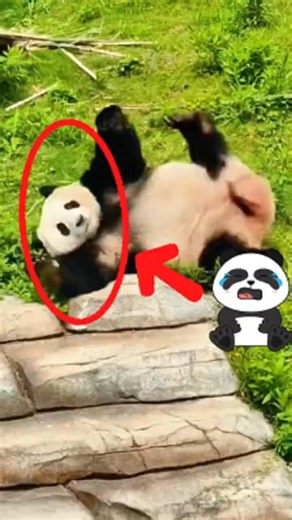Wild Pandas Gone Crazy! Swing Fails, Bamboo Snacks & Spidey Tree Stunts! 🐼😂 #animal #panda #daily