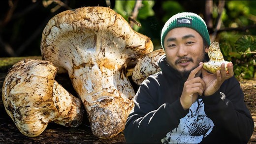 FORAGING THE KING OF MUSHROOMS | Delicious Forage and Cook Matsutake