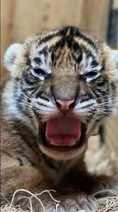 No,Waaaaaa #wordworld