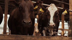 17 reactions · 12 shares | Peter Singer's Animal Liberation is a book...