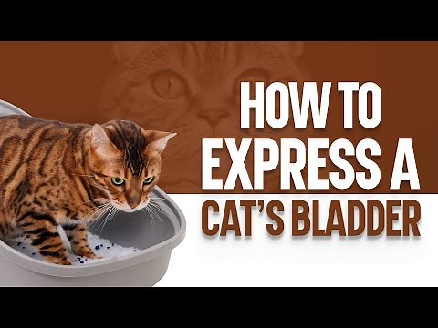 How to Express a Cat’s Bladder