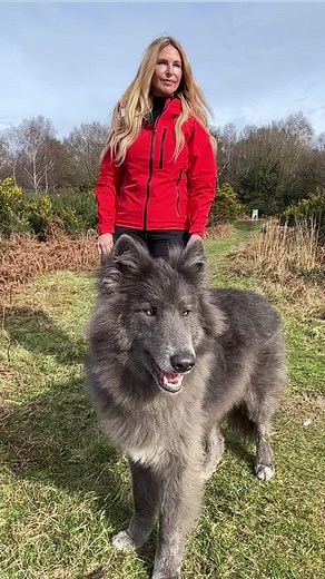 We support wolf conservation here at Animal Watch. We run with the wolves 💪 #wolf #wolves #wolfconservation #wolfpack #wolfgirl #bluewolf #bluewolfdog | Animal Watch