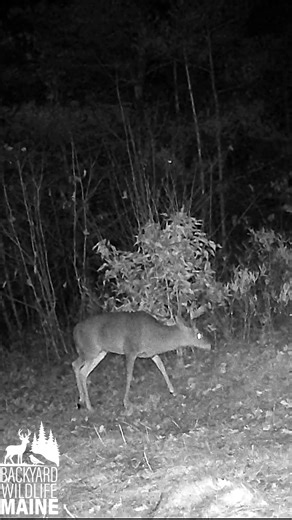 This small 4-point buck knows exactly where to go — the busiest trail on the property. Corner Pin on 11/12. #BackyardWildlifeMaine #WhitetailDeer #TrailCam #MaineWildlife #4PointBuck #BrowningTrailCams | Backyard Wildlife Maine