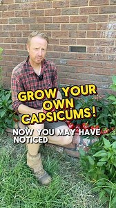 When growing your own food, there are some plants that are more beneficial than others. We consider capsicums to be one of those. They are quite easy to get a harvest from once you get them established in the right position. Then ensure you nurse them through winter and they’ll keep giving back. #permaculture #homegrown #homegardening #foodfreedom #selfsufficiency #naturalfood #organicfood | Big Little Farm