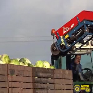 776K views · 8.1K reactions | Modern Automatic Cabbage Harvest Machine | Pearl Modiadie | Facebook