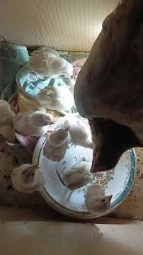 Day 12 of Baby Chicks – Growing Strong & Healthy 🐥