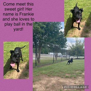 Decatur Animal Services on Reels