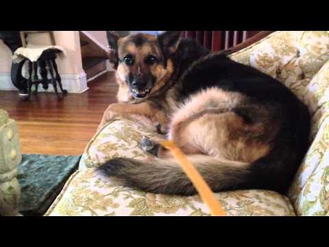 Growling German Shepherd - Attacking The Back Scratcher