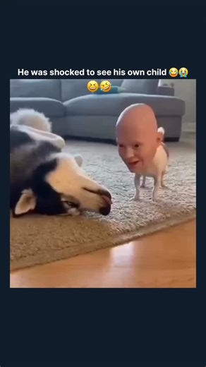 Kunal Mahajan on Instagram: "This video captures an extreme and hilarious case of canine shock, showing a massive Husky jolting awake in pure terror at the sight of its tiny companion—now wearing a bizarre pink, bald human-head mask that distorts its face into an eerie, oversized, almost alien humanoid expression.This happens when dogs' acute facial recognition and pack-familiarity instincts detect something unnatural: the sudden creepy, high-contrast distortion on a trusted "family" member trig