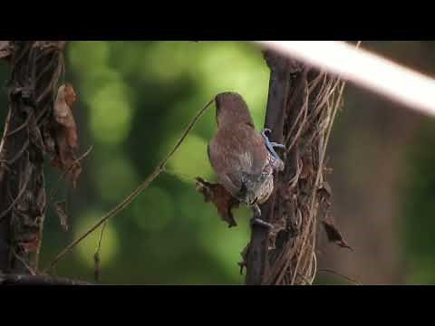 Canon Powershot SX 530 HS Review Test video and photo