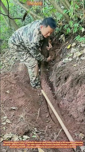 Title: Harvesting Giant Kudzu Roots: Nature's Bounty