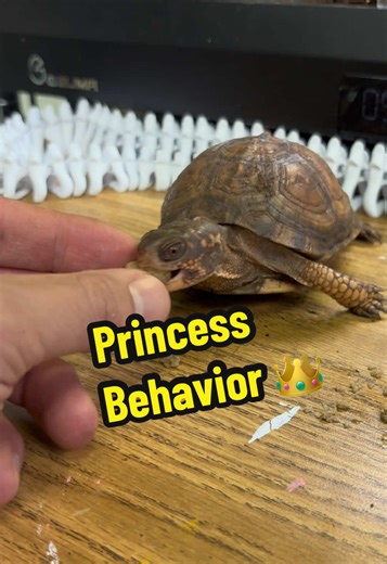 POV: You spoiled your turtle too much and now she expects VIP service 🐢✨ Karai, my eastern box turtle, absolutely LOVES being hand fed. She could eat by herself… but she prefers the royal treatment. Watching her personality come out during feeding time never gets old. Eastern box turtles have such unique behaviors, and Karai definitely makes sure she gets VIP service every time. Do your reptiles act spoiled too? 🐢✨ #EasternBoxTurtle #BoxTurtle #TurtleTok #ReptileTok #ReptileLovers