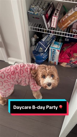Cavapoo's Memorable Daycare Birthday Celebration