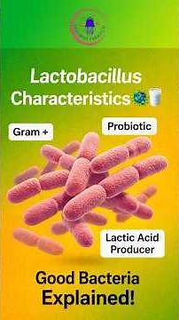 Characteristics of Lactobacillus 🦠🥛 | Probiotic Bacteria Explained