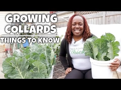 Growing Collard Greens | Things to Know + Bonus Tip