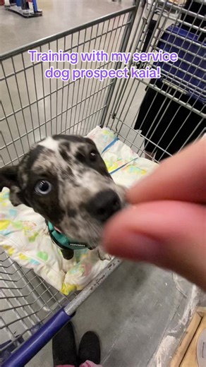Training My Service Dog Prospect Kaia at Lowe's
