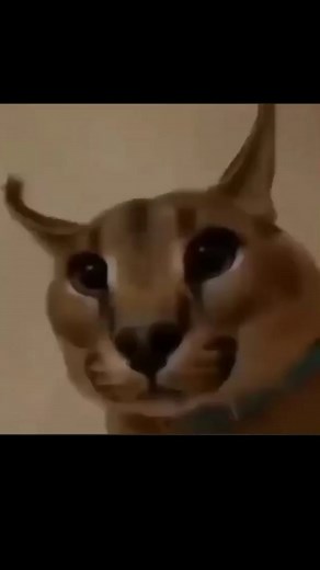 FLOP CREW | 😃 • • • • • • • • #floppamemes #floppy #floppafriday #flop #flopaccount #floppa #floppalivesmatter #caracal #caracalcat #bigfloppamemes... | Instagram