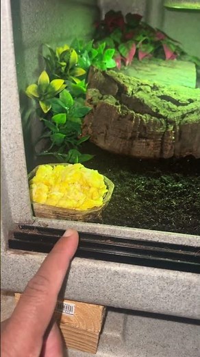 How to set up your tegu enclosure