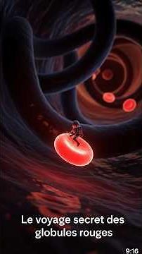 Globules rouges : L’armée silencieuse qui maintient la vie