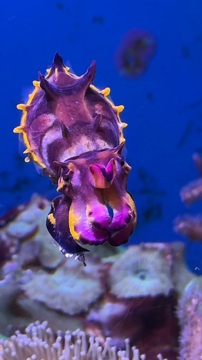 1.6K views · 79 reactions | Cuttlefish have the ability to change...