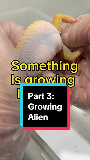 Breeding Sunglow Leopard Gecko: The Egg Transformation Process Explained