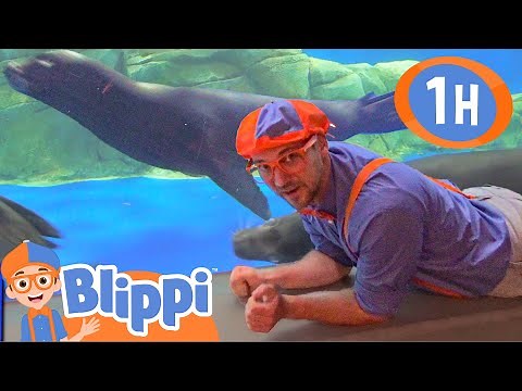 Blippi Swims with Seals! | 1 HOUR BEST OF BLIPPI ANIMALS | Educational Videos for Kids | Blippi Toys