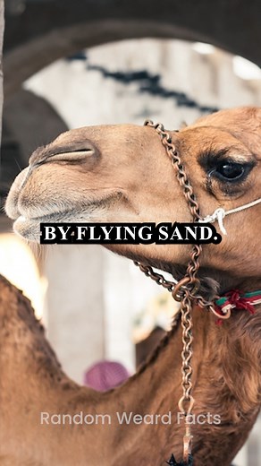 Camel Survival Secrets: Unveiling the Incredible Adaptations for Desert Living! #CamelAdaptations #DesertSurvival #NatureMarvels #camel #eyelid #eyelashes #desert #weird #weirdfacts #randomweirdfacts | Random Weird Facts