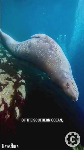 Close Encounter: Leopard Seal Warns Researchers in Antarctica 🦭