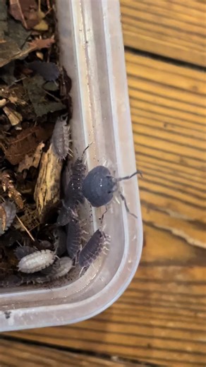 Why is may hand so evil?!? If it smelt of anything it would have been soil and vegetables and isopod food. Well, at least they didn’t actually get out. P echinatus if you’re interested btw. #invertebrates #isopods #isopodsoftiktok #coolpets #escape
