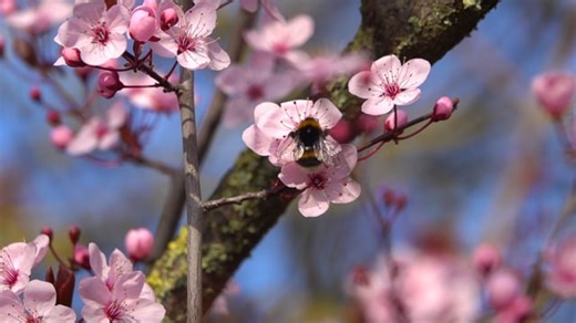 Flowers, Insect, Pollination. Free Stock Video