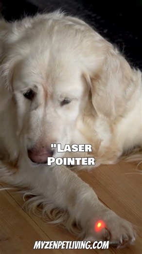Why Vets HATE Laser Pointers 🔴⚠️ #doganxiety