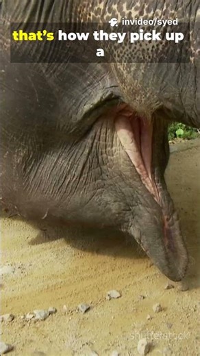 Amazing quick facts about elephants—