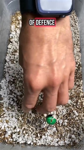 It’s time to start digging for baby snakes! #reels #snake #reptiles #animals #fblifestyle | The Molinaro Snake Lab