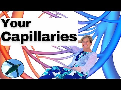 Capillaries and Capillary Exchange | A&P Basics 🐧❤️
