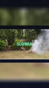 Journey into the heart of Papua New Guinea and encounter the enigmatic Asaro Mudmen! This captivating video unveils their mysterious rituals, traditional masks, and cultural significance. Witness their unique dance and learn about their transformation from poverty to local stardom. #AsaroMudmen #PapuaNewGuinea #TribalCulture #RitualDance #MysteriousTribe #CulturalPerformance #TraditionalMasks #IndigenousCulture #Ethnography #Documentary ['#AsaroMudmen', '#PapuaNewGuinea', '#TribalCulture', '#Rit