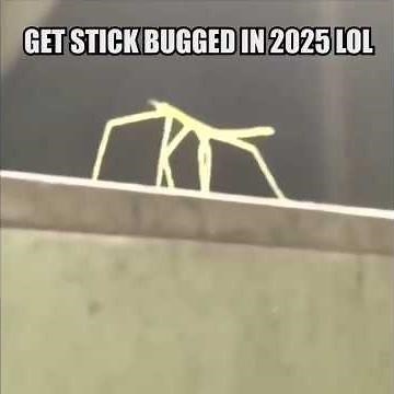 stick bug dance