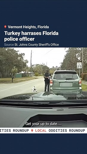Is he quacking at that turkey? 😐 This Florida deputy got into a fowl situation while on a traffic stop this week. Since you’re probably worried, it’s OK: both he and the turkey are fine. 👌 (Video via the St. John’s County Sheriff’s Office.) #florida #viral #officer #sheriff #lawenforcement #staugustine #stjohnscounty #jacksonville #animals #animal #turkey #turkeyseason #bodycam #viralmovie #reels #reelsvideoシ | Haystack News