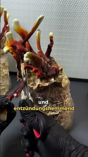 Diesen Pilz solltest du nicht essen!