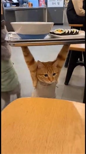 맛있게 드세요?? A cat acting as a waiter in a snack bar #sora2 #cat #catlove #funny #고양이쇼츠 #고양이 #animals
